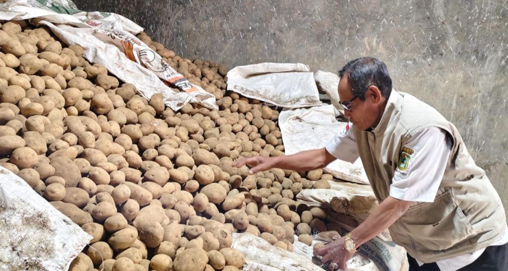 Harga Kentang Anjlok, Petani Dieng Banjarnegara Terjepit Biaya Produksi ...